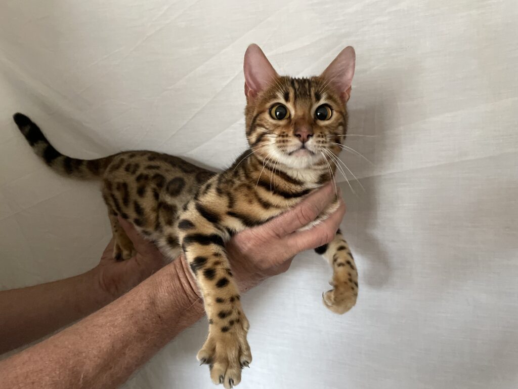 BENGAL – NSW CFA
