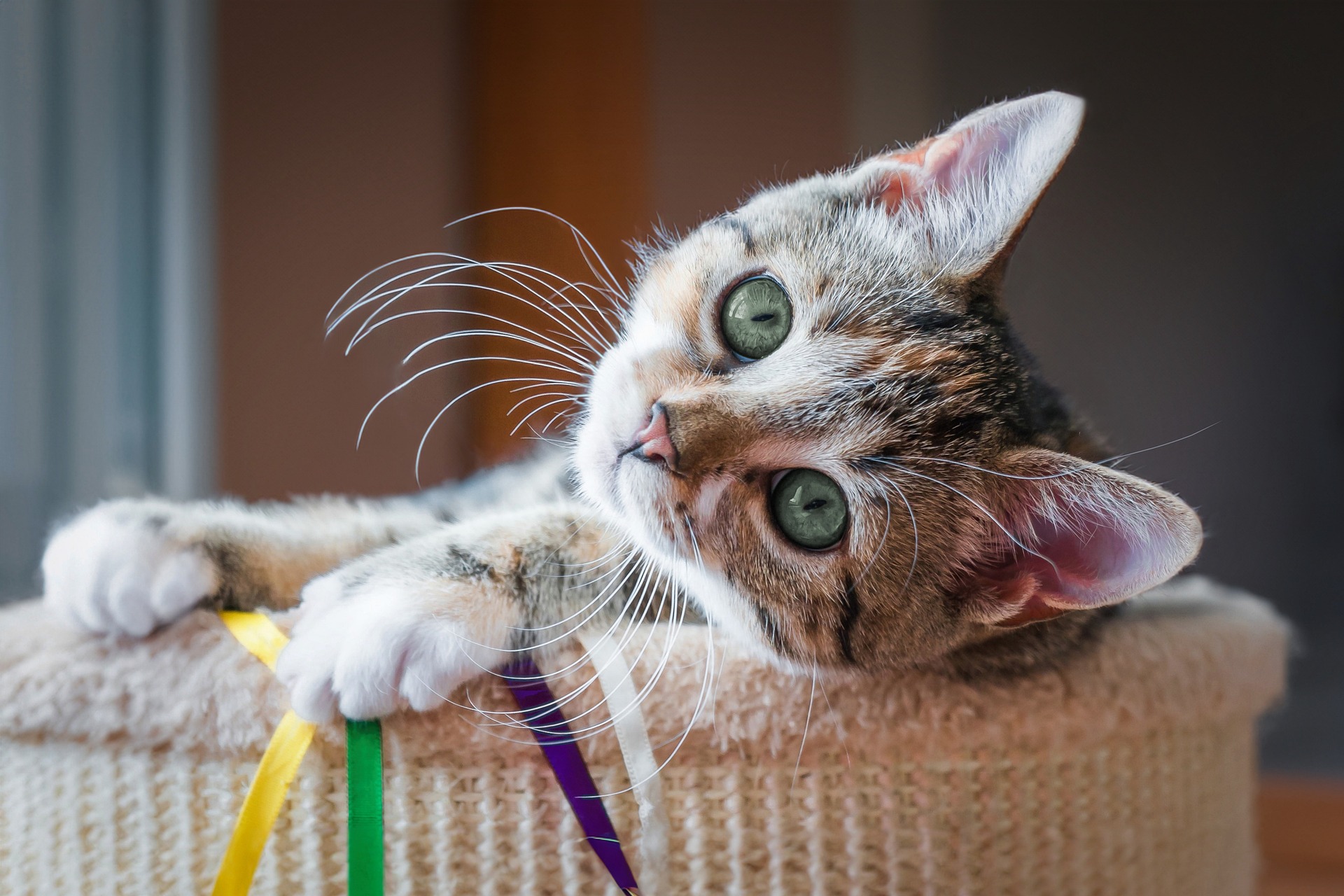 Companion Cats – NSW CFA